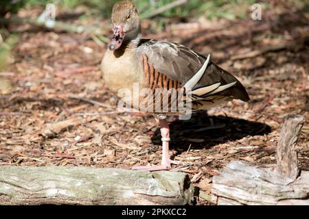 The plumed whistling duck's face and foreneck are light, the crown and ...