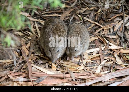 the Potoroo is a small nocturnal marsupial which lives in small groups ...