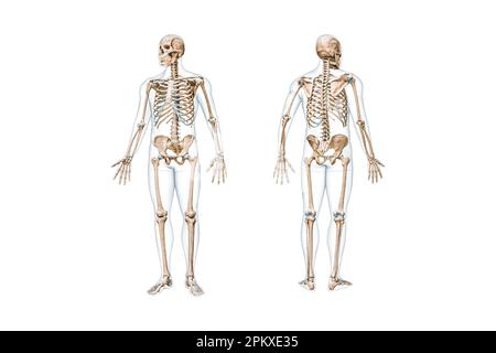 Front view of accurate full human male skeleton 3D rendering ...