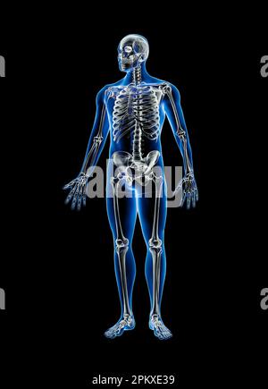Accurate xray of anterior view of full human skeletal system with adult ...