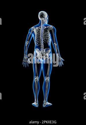 Accurate xray of posterior view of full human skeletal system with ...