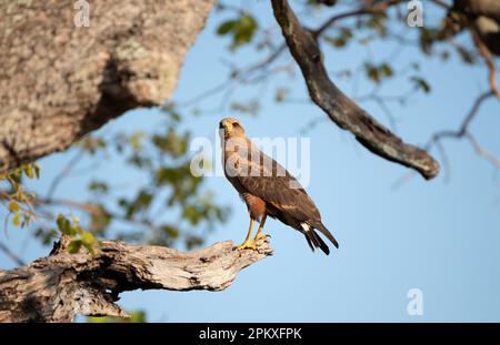 Savanna hawk perched in a tree, Pantanal, Brazil Stock Photo - Alamy