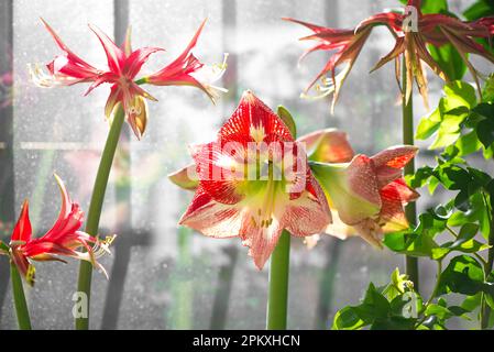 Growing bulbous houseplants. amaryllis blossoms on the windowsill ...