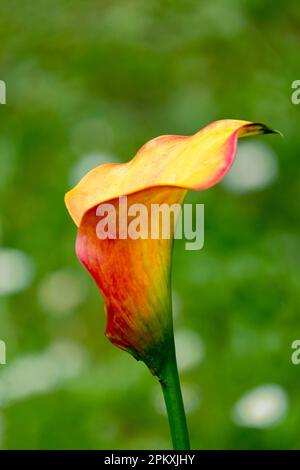 Orange-red flower of a arum lily (Zantedeschia Stock Photo - Alamy