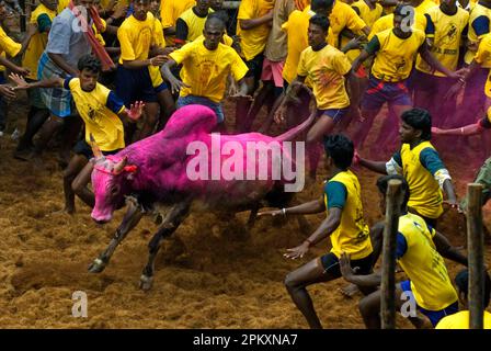 Domestic cattle, brahma cattle (Bos indicus) two oxen, ploughing field ...