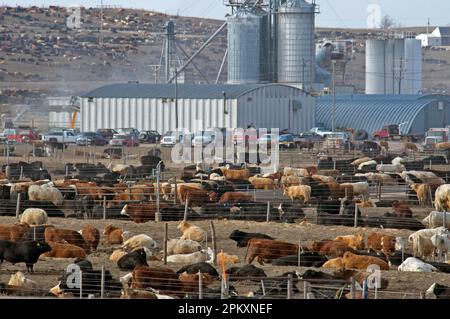 Cattle farm, large cattle feedlot, Broken Bow, Custer County ...