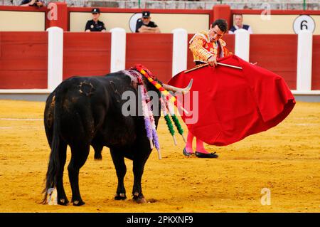 Bullfight, matador and bull with impaled banderillas, Caletilla ...