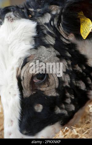 Domestic Cattle, young dairy heifer, with warts on belly, standing in ...