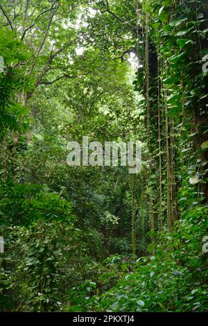Royal Forest Park Udawattakele, Kandy, Sri Lanka Stock Photo - Alamy