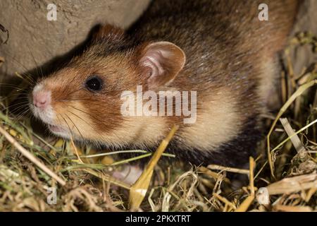 European Hamster (Cricetus cricetus), female in burrow, Europa Stock ...