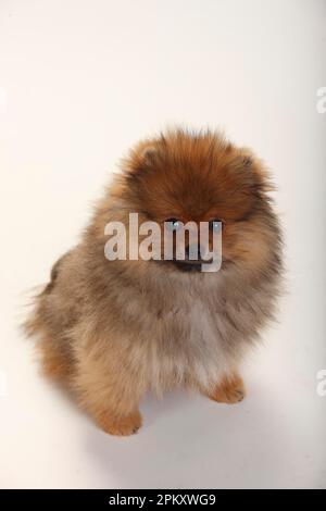Miniature spitz, puppy, 4 months Stock Photo - Alamy