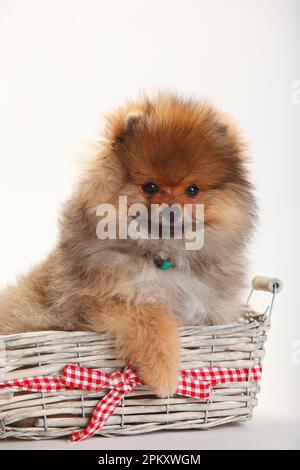 Miniature spitz, puppy, 4 months Stock Photo - Alamy