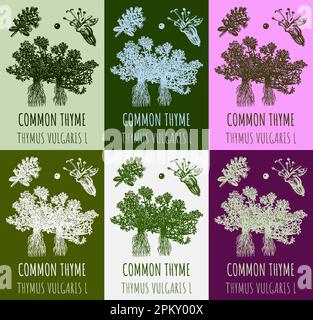 Drawings of COMMON THYME. Hand drawn illustration. Latin name Leonurus THYMUS VULGARIS L Stock ...
