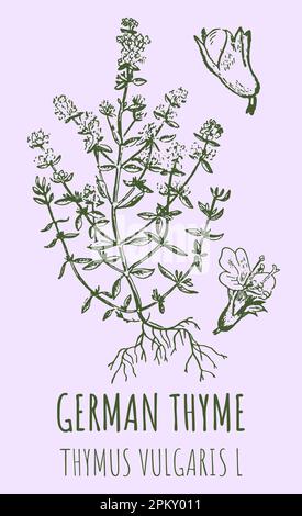 Drawings of COMMON THYME. Hand drawn illustration. Latin name Leonurus THYMUS VULGARIS L Stock ...