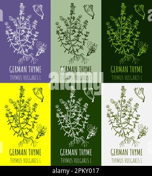 Drawings of COMMON THYME. Hand drawn illustration. Latin name Leonurus THYMUS VULGARIS L Stock ...