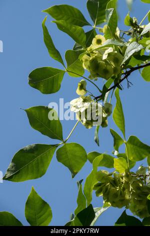 wafer ash, hop tree, stinking ash (Ptelea trifoliata), young fruits ...