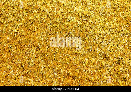 Natural color of unhulled rice after harvesting in shallow focus Stock ...