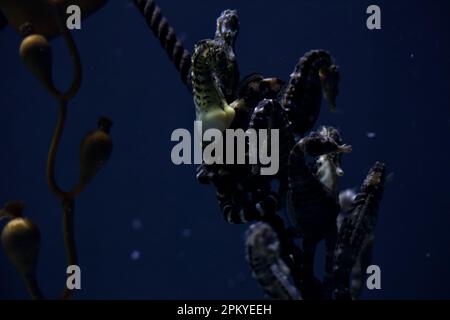 Seahorse in a tank of an aquarium seen up close Stock Photo - Alamy
