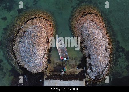 Piles of discarded conch shells flank a boat ramp as fishermen head out ...