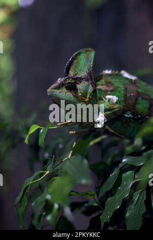 Chameleon on a branch in a tank seen up close Stock Photo - Alamy