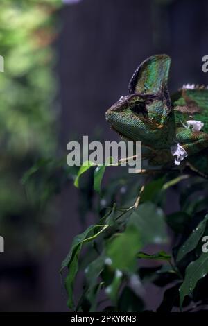 Chameleon on a branch in a tank seen up close Stock Photo - Alamy