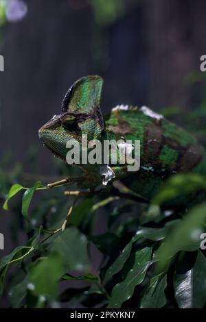 Chameleon on a branch in a tank seen up close Stock Photo - Alamy