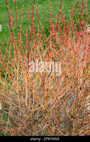 Winter, Orange, Stalks, Cornus sanguinea "Winter Beauty", Dogwood Stock ...