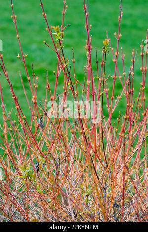 Winter, Orange, Stalks, Cornus sanguinea "Winter Beauty", Dogwood Stock ...