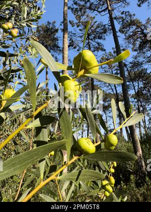 Galls produced on the flower buds of an Acacia Longifolia by the insect ...