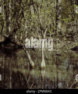 Punta Alberete, Ravenna (Italy Stock Photo - Alamy