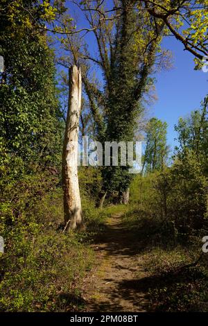 Dead tree with a standing trunk or monolith with deep coronet cuts on ...