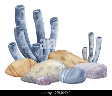 Corals and Seabed stones on isolated background. Hand drawn watercolor ...
