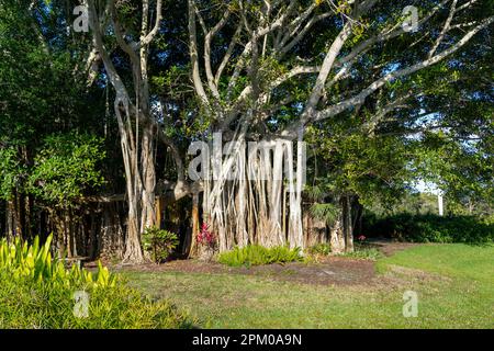 A big banyan tree is shown Stock Photo - Alamy