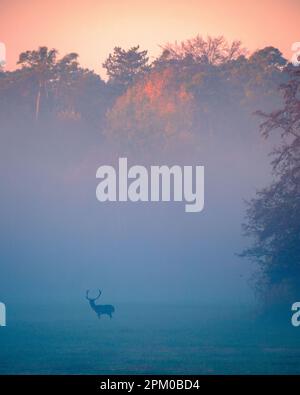 A single stag silhouette on a foggy morning with a colourful sunrise ...