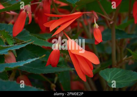 summer flower orange trailing Begonias impatiens bidens petunias in ...