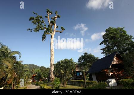 a tropical rainforest tree at the Town of Sairee Village on the Ko Tao ...
