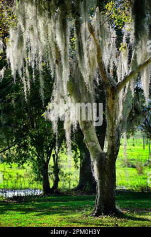 Oak Trees in the Everglades Stock Photo - Alamy