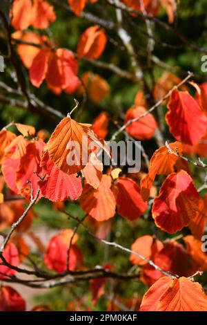 witch hazel with beautiful autumn colors Stock Photo - Alamy