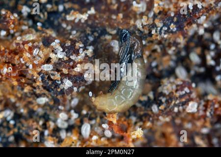 Dark-winged fungus gnat pupa (Sciaridae) and mites (various stages of ...