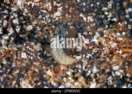Dark-winged fungus gnat pupa (Sciaridae) and mites (various stages of ...