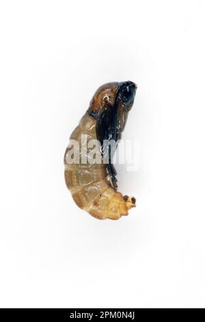 Dark-winged fungus gnat pupa (Sciaridae) and mites (various stages of ...