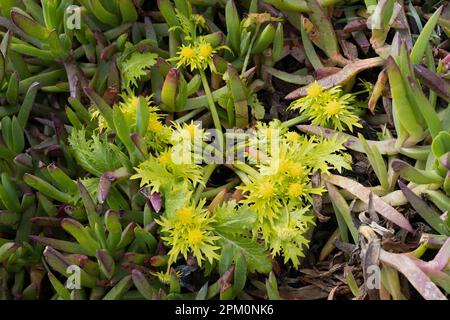 Sanicula arctopoides - footsteps of spring - growing among invasive ice ...