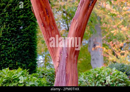 Beautiful trunk of the arbutus strawberry tree - red pink colour with ...