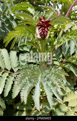 Cape honey flower (Melianthus major) Plantae Stock Photo - Alamy