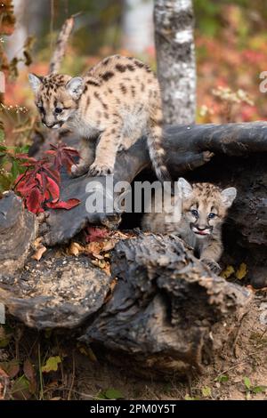 Cougar Kittens (Puma concolor) Climb About Inside Log Autumn - captive ...