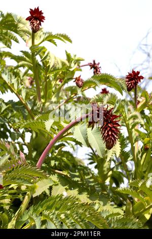 Cape honey flower (Melianthus major Stock Photo - Alamy
