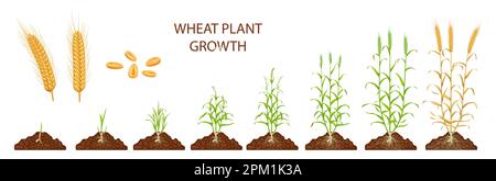 Wheat growth stages. Cereals crop maturation process, spikelet ...