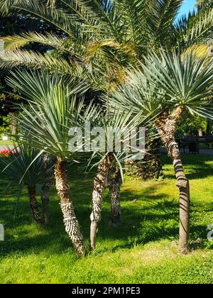Many trees Yucca gloriosa Adams needle, Spanish dagger, Roman candle ...