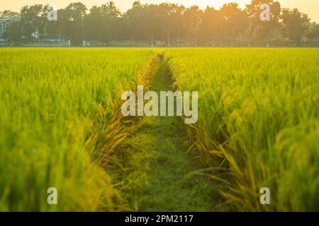 The paddy field is a typical ecosystem in monsoon Asia. The main ...