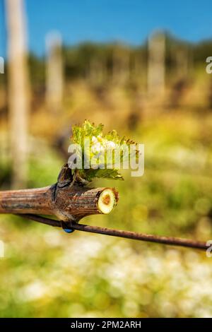 Drop of sap falling from vine branch with young shoots in spring ...